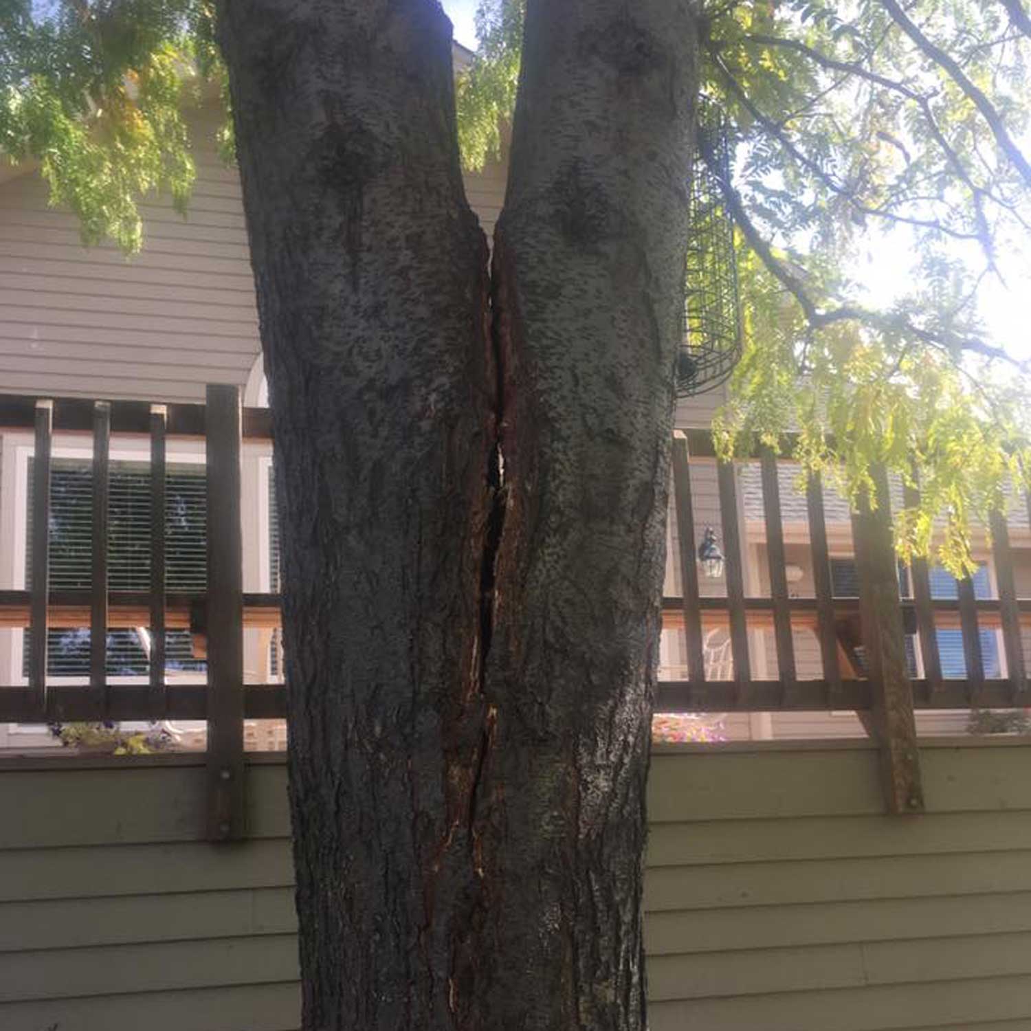 Hazard Tree Removal - Applied Forestry