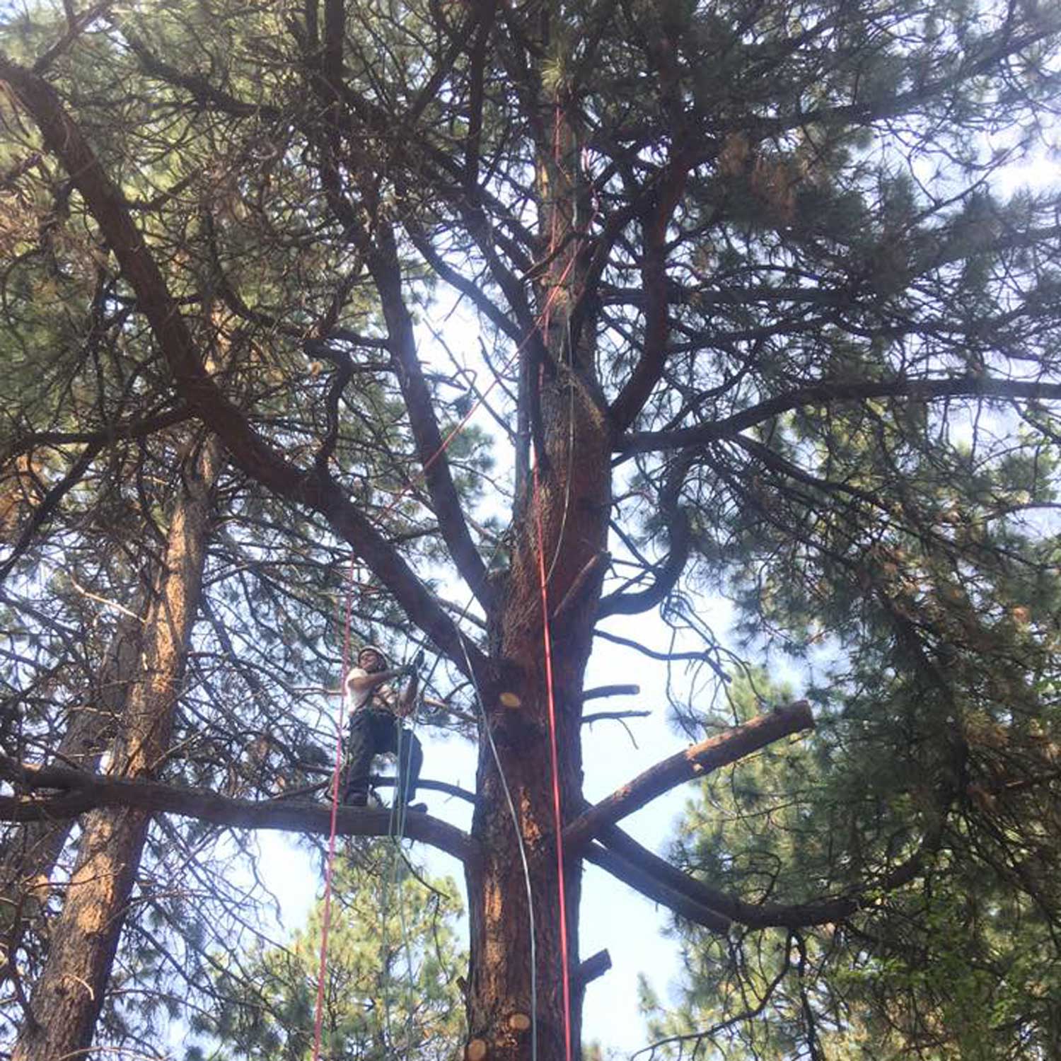 Pruning - Applied Forestry