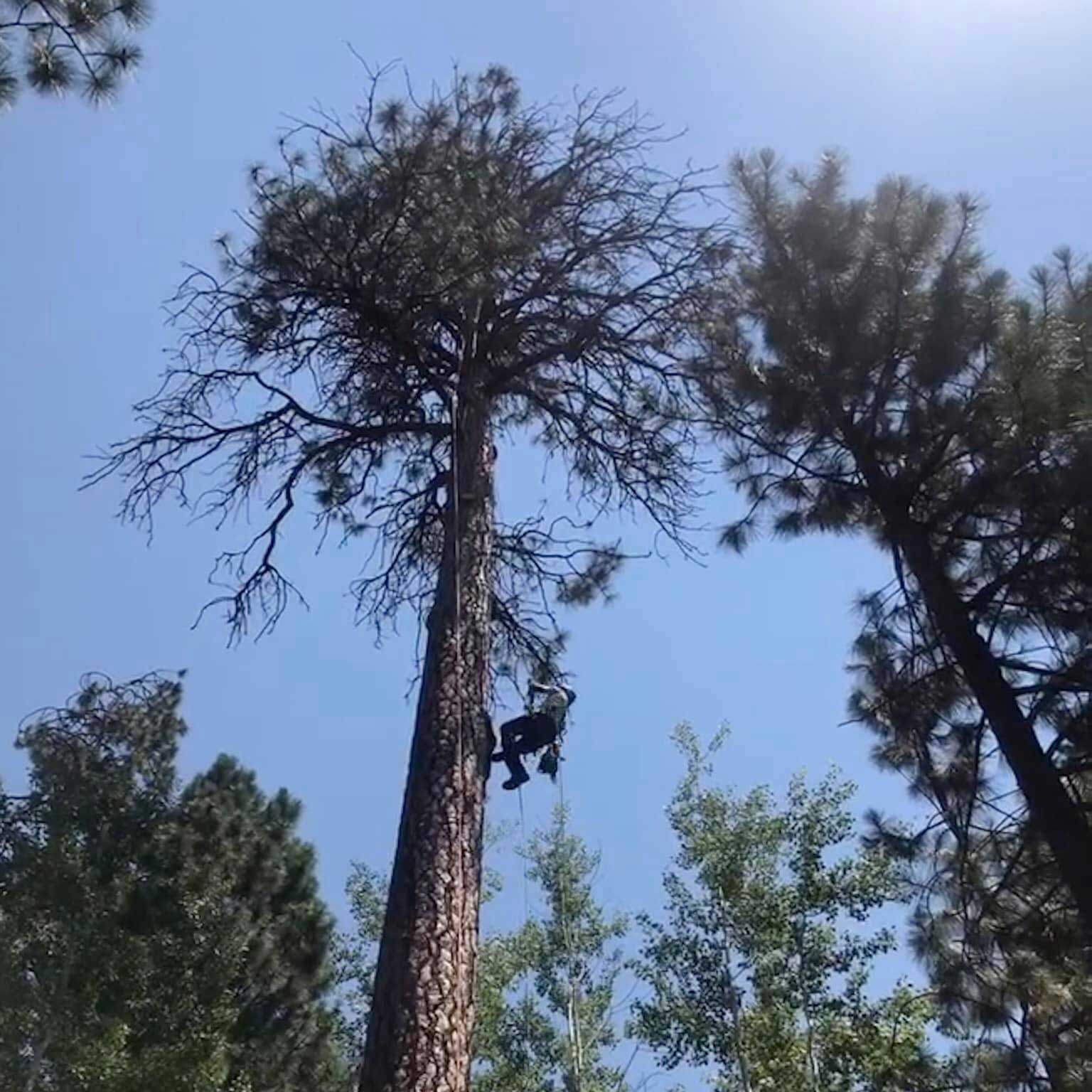Thinning - Applied Forestry